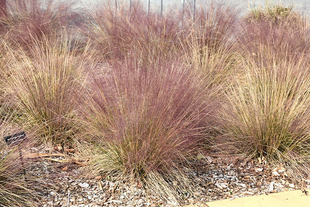 ornamental grasses – Pike Nursery