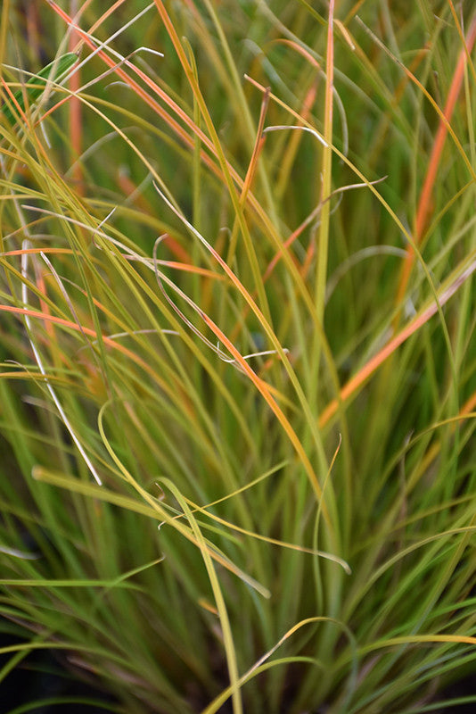 Prairie Fire™ Sedge – Pike Nursery