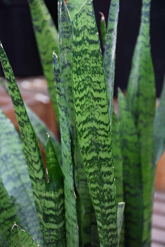 Snake Plant – Pike Nursery