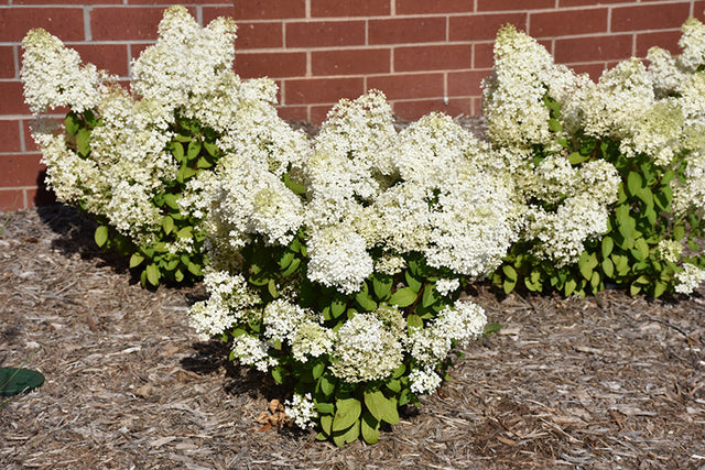 Bobo® Hydrangea – Pike Nursery