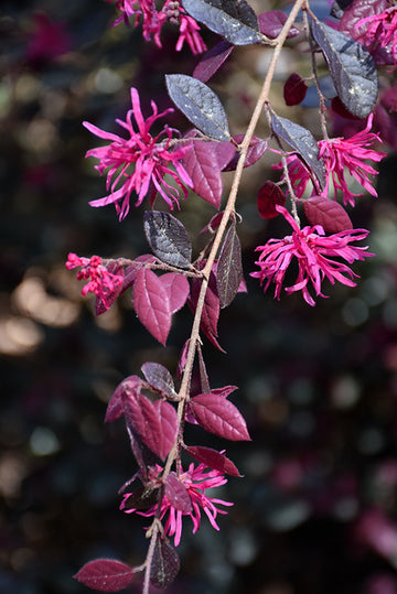 Purple Diamond® Loropetalum – Pike Nursery