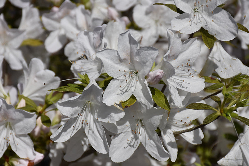 Mrs G.G. Gerbing Azalea – Pike Nursery