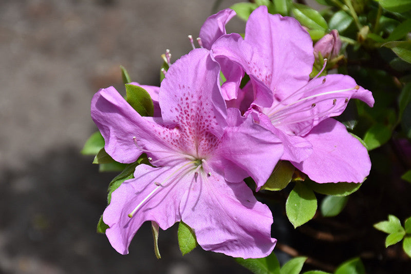 Encore® Autumn Lilac Azalea – Pike Nursery