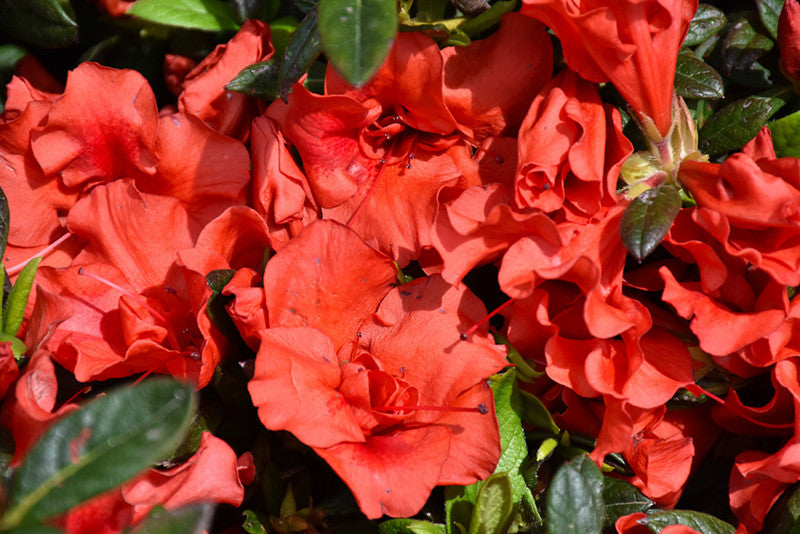 Encore® Autumn Embers Azalea – Pike Nursery