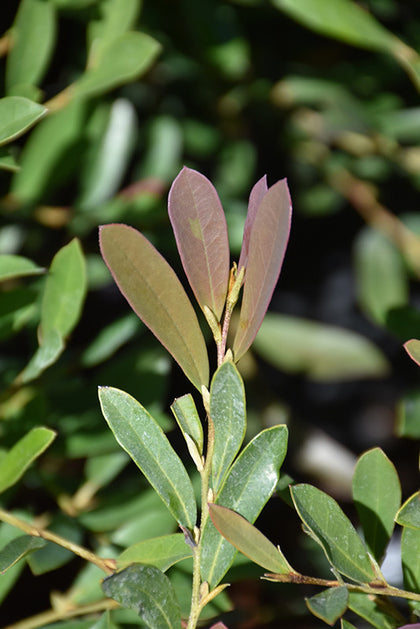 Cinnamon Girl® Evergreen Distylium – Pike Nursery
