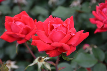 shrub rose – Pike Nursery