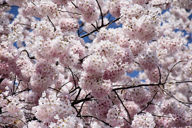 trees – Pike Nursery