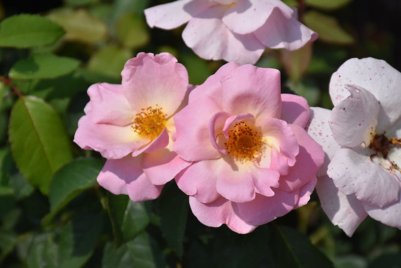 Peachy Knock Out® Rose – Pike Nursery