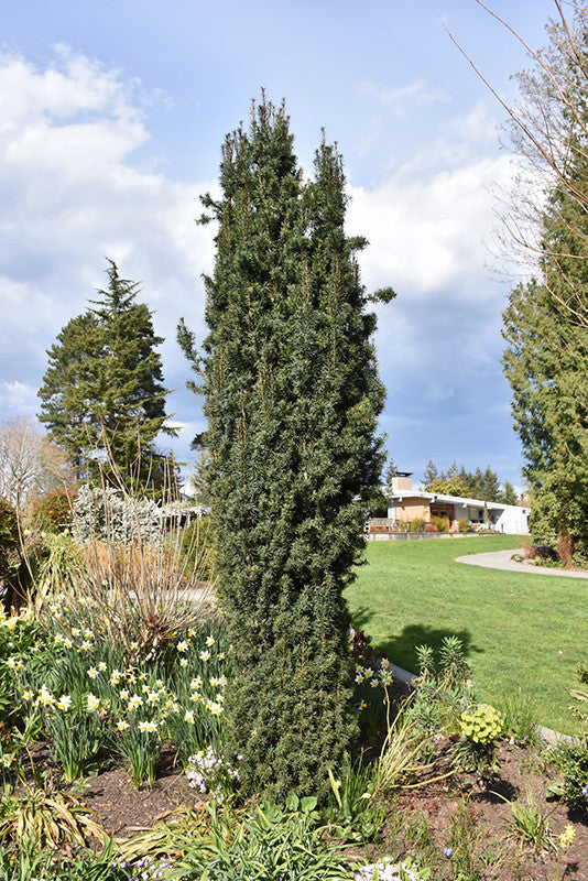 Upright Japanese Plum Yew – Pike Nursery