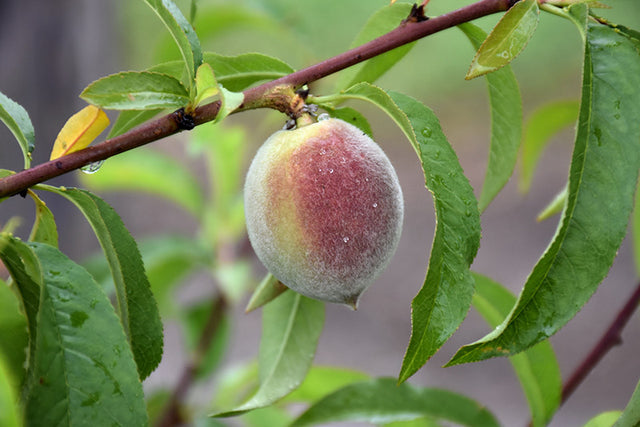 fruit trees – Pike Nursery