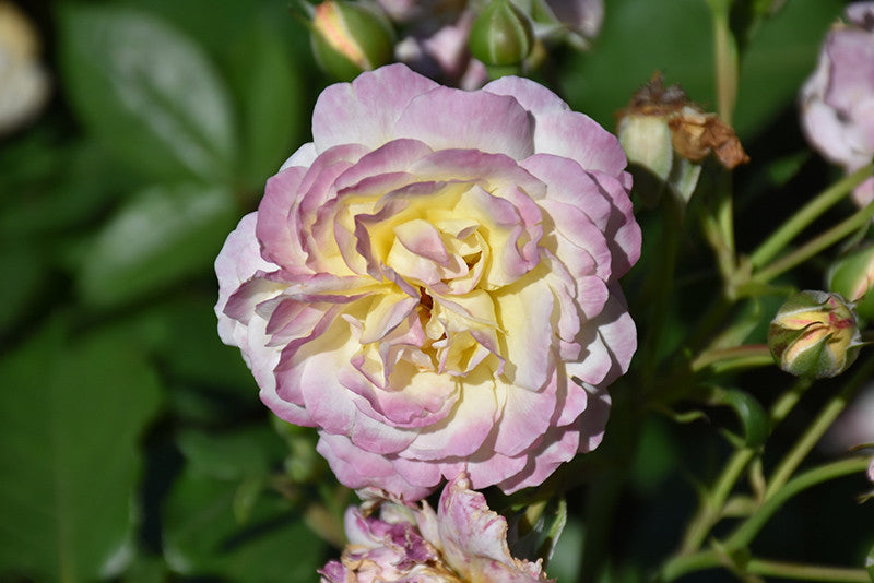 Life Of The Party™ Rose – Pike Nursery