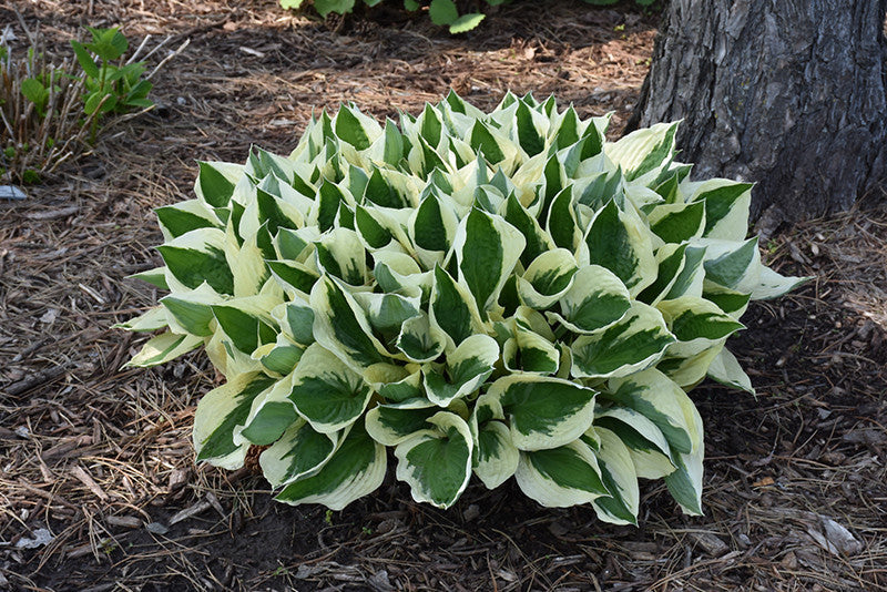 Patriot Hosta – Pike Nursery