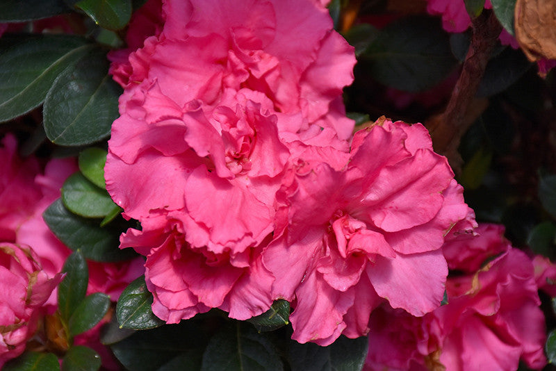Bloom-A-Thon® Pink Double Azalea – Pike Nursery