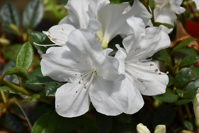 Encore® Autumn Ivory Azalea – Pike Nursery