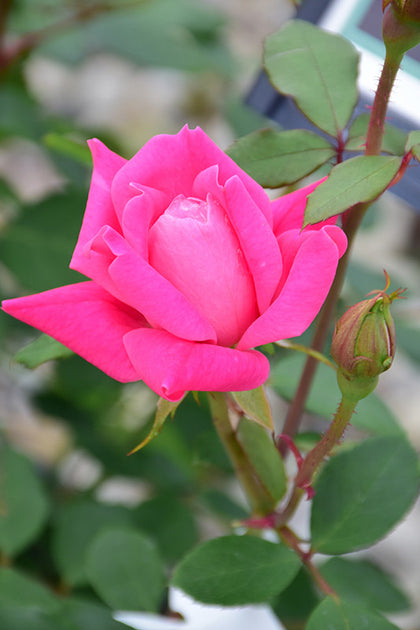 shrub rose – Pike Nursery