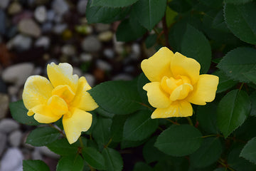 shrub rose – Pike Nursery