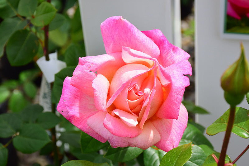 Chicago Peace Rose – Pike Nursery