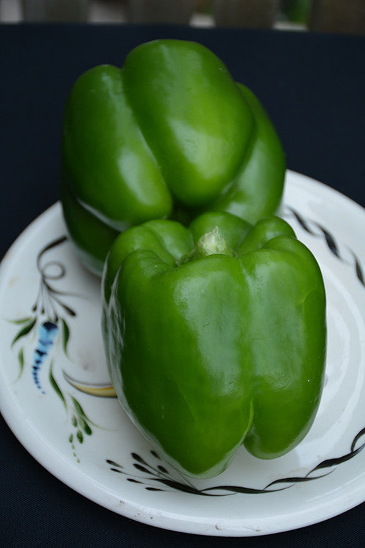 Better Bell Pepper – Pike Nursery
