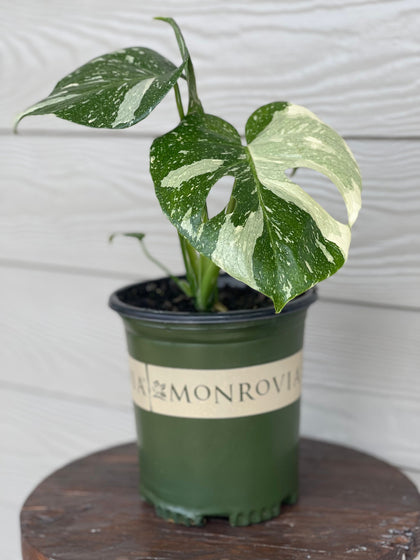 plants – Pike Nursery