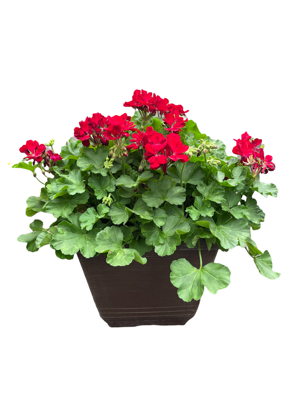 Geranium Patio Pot - 13 inch – Pike Nursery