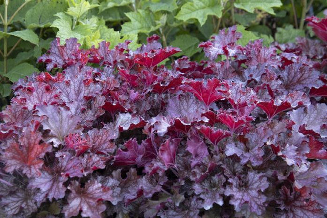 Ruby Tuesday Heuchera - Monrovia – Pike Nursery