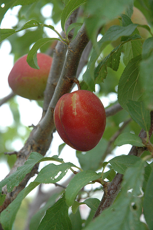 Alderman Plum – Pike Nursery