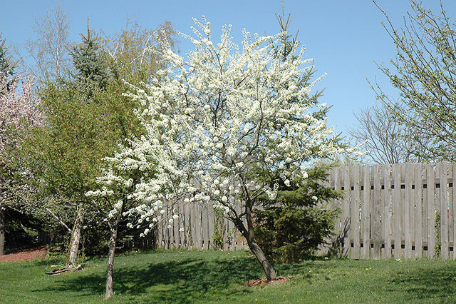 Alderman Plum – Pike Nursery