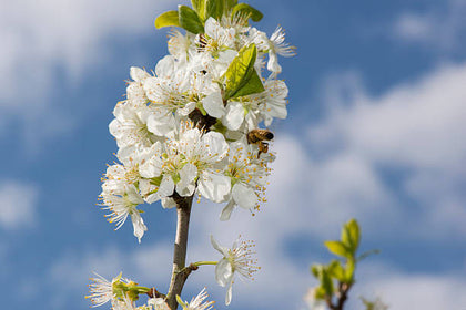 fruit trees – Pike Nursery