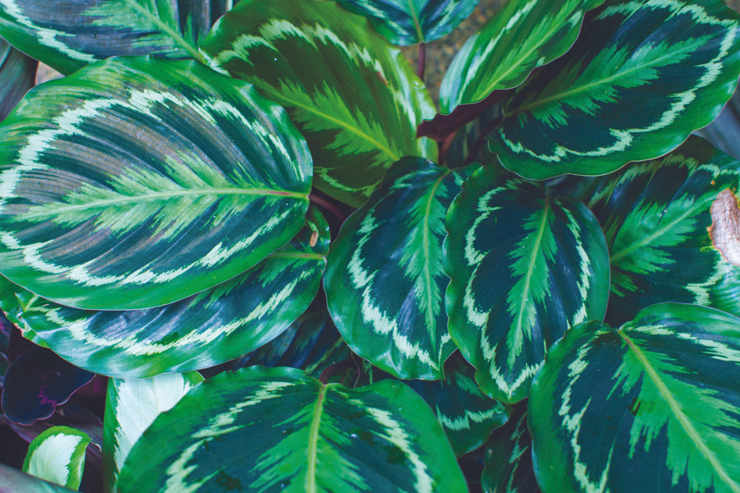 Medallion Rose Painted Calathea – Pike Nursery
