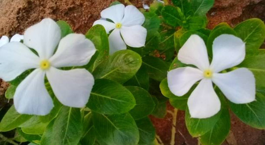 Cora Vinca – Pike Nursery