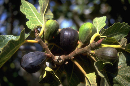 Black Italian Fig – Pike Nursery