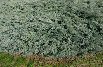 Blue Rug Juniper – Pike Nursery