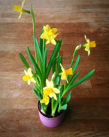 Assorted Forced Spring Bulbs – Pike Nursery