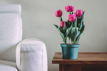 Assorted Forced Spring Bulbs – Pike Nursery