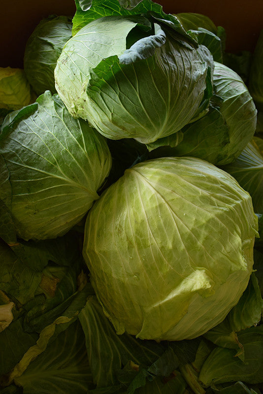 Vegetable Cabbage – Pike Nursery