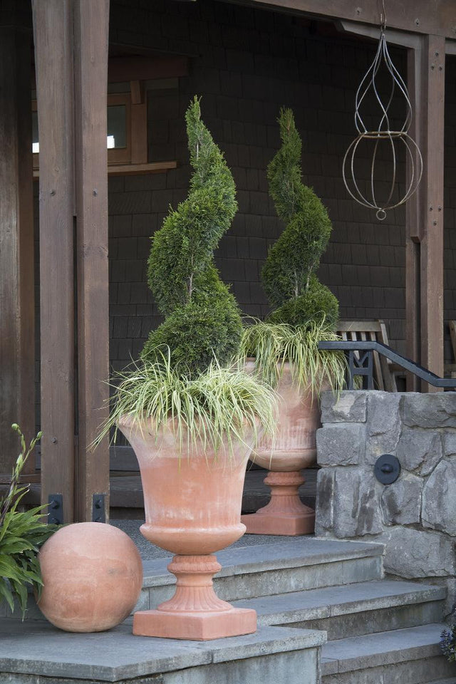 Monrovia -Emerald Green Arborvitae Spiral Topiary – Pike Nursery