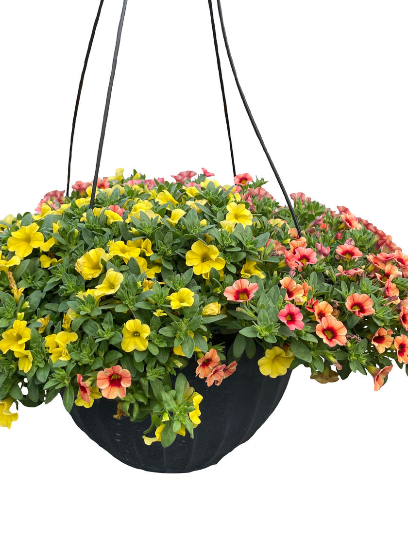 Calibrachoa Hanging Basket - 12 inch – Pike Nursery