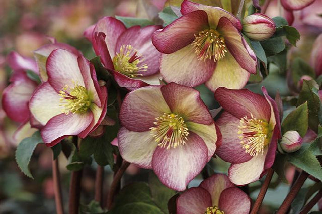 Ice N' Roses® Rose Hellebore - Monrovia – Pike Nursery