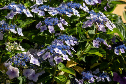 Pop Star Hydrangea – Pike Nursery