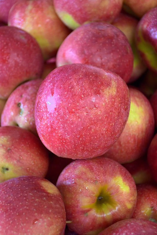 Jonagold Apple – Pike Nursery
