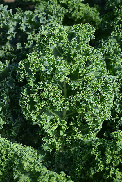 Vegetable Kale – Pike Nursery