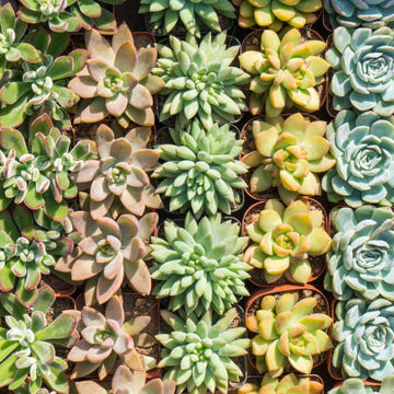 Collections – Pike Nursery