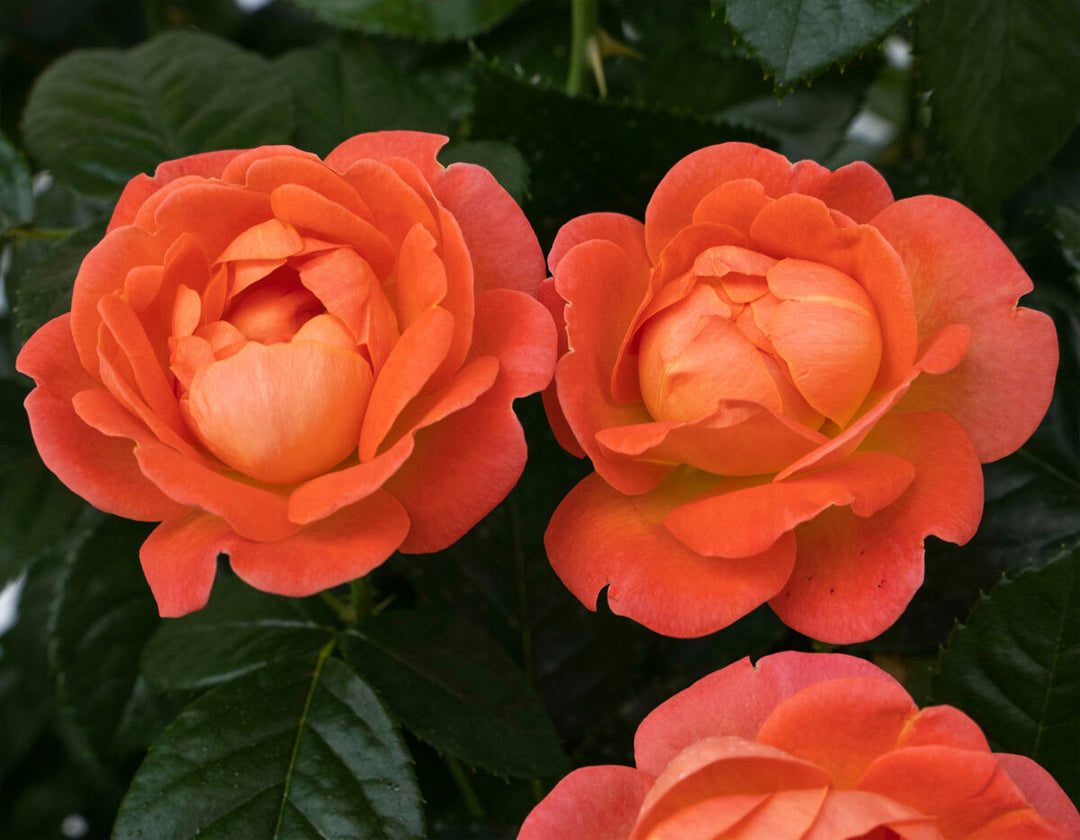 Orange Glow Knock Out Pulp Pot – Pike Nursery
