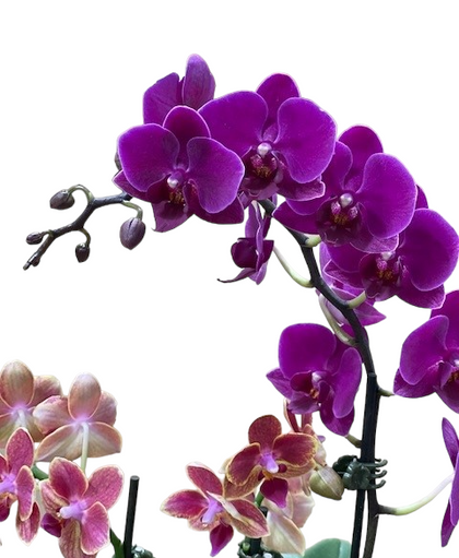 4.5" Orchid Oval Garden – Pike Nursery