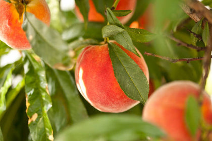 fruit trees – Pike Nursery