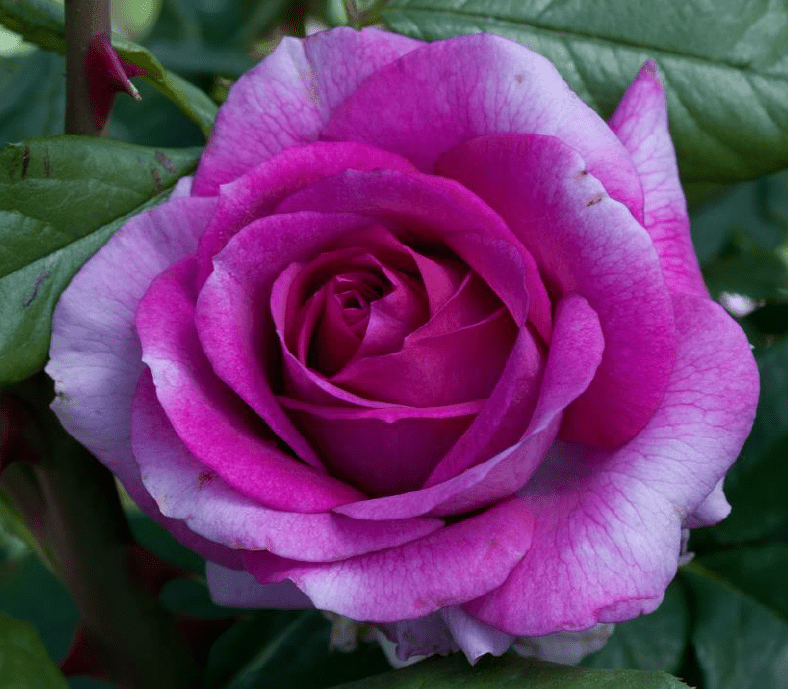 Perfume Factory Rose – Pike Nursery