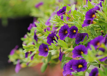 MiniFamous® Compact Purple Calibrachoa – Pike Nursery