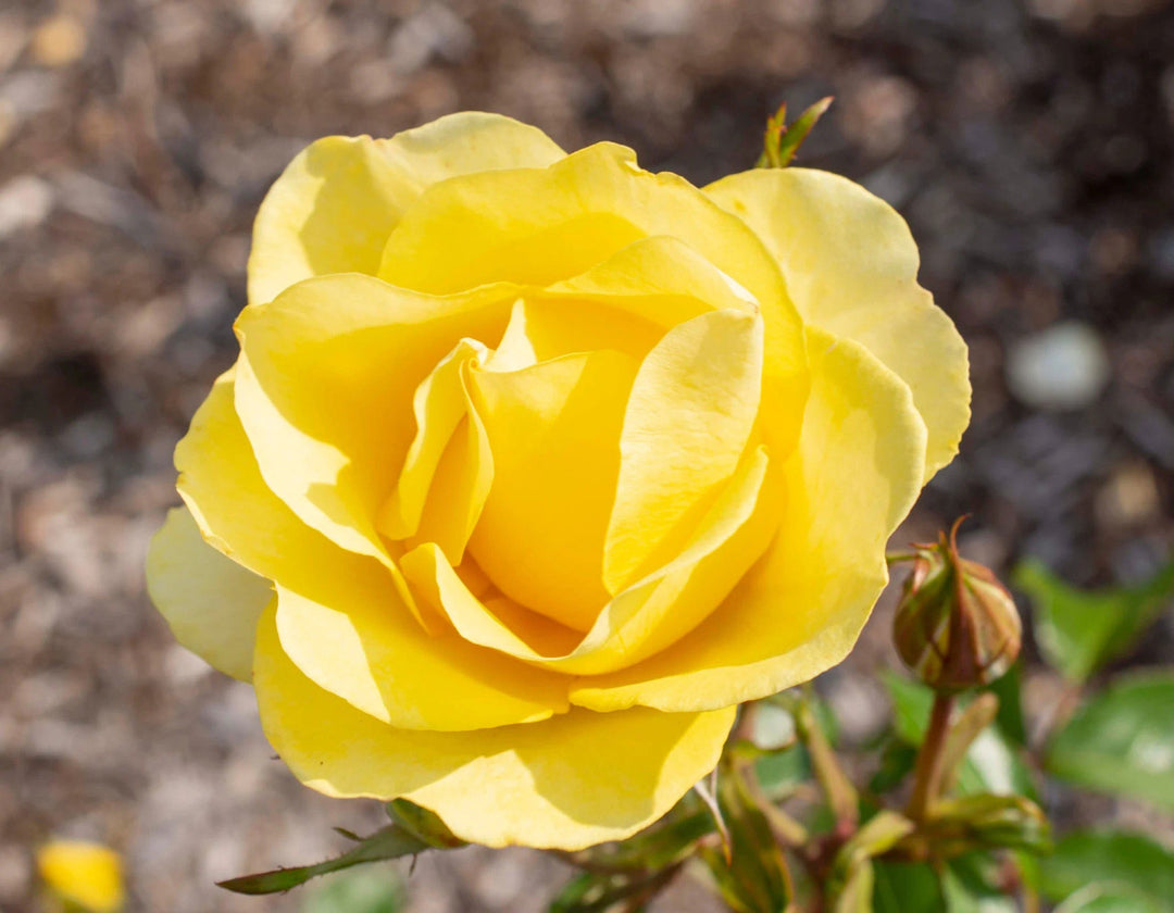 Gilded Sun Rose – Pike Nursery
