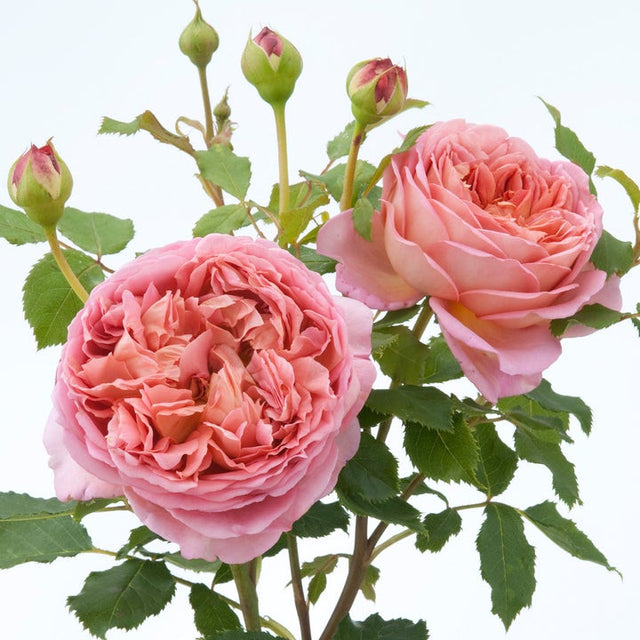 shrub rose – Pike Nursery