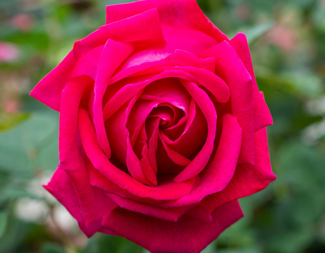 Sweet Spirit Rose – Pike Nursery